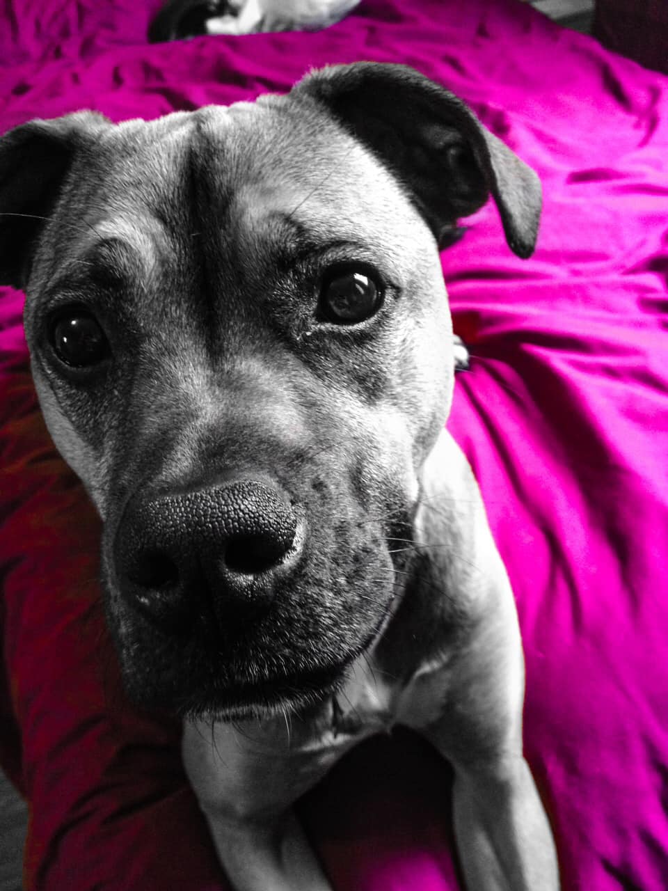 The Rescue Initiative